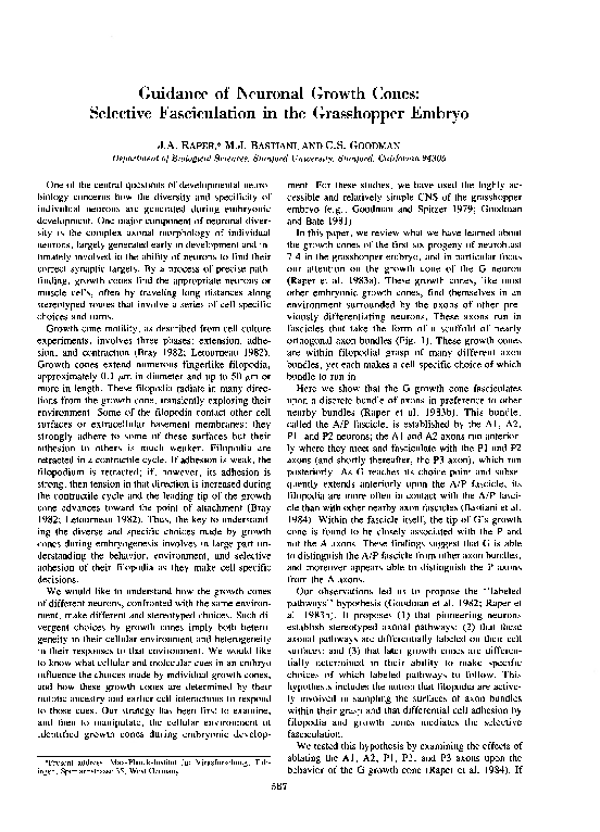 (PDF) Guidance of Neuronal Growth Cones: Selective Fasciculation in the ...