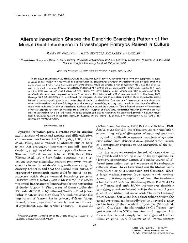 (PDF) Afferent innervation shapes the dendritic branching pattern of ...