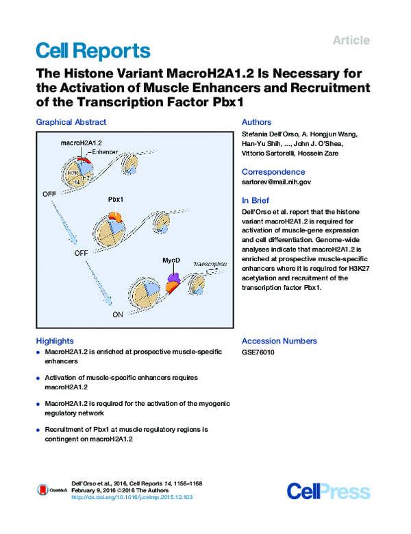 Pdf Macroh2a1 2 Key Role In Muscle Enhancer Activation And Pbx1 Recruitment