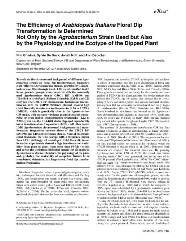 (PDF) The Efficiency of Arabidopsis thaliana Floral Dip Transformation ...