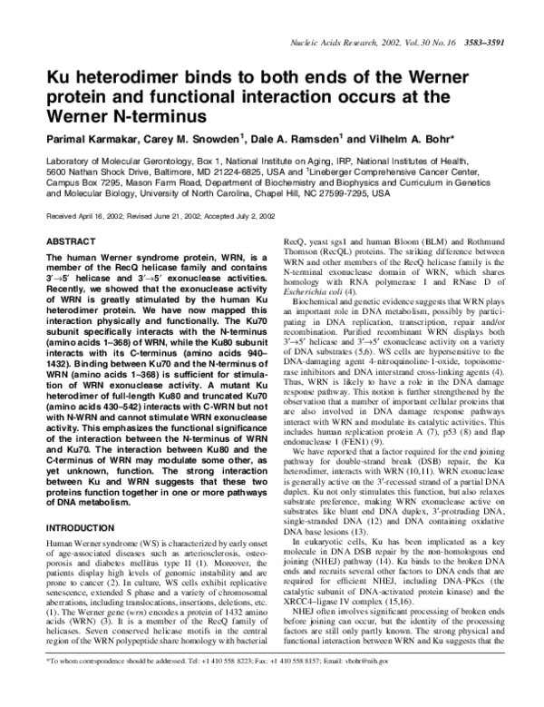 (PDF) Ku heterodimer binds to both ends of the Werner protein and ...