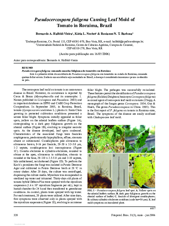 (PDF) Pseudocercospora fuligena causing leaf mold of tomato in Roraima ...