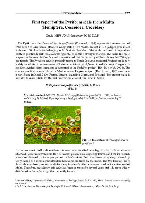 (PDF) First report of the Pyriform scale from Malta (Hemiptera ...
