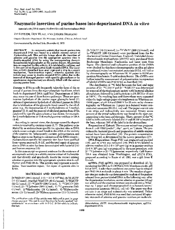 (PDF) Enzymatic insertion of purine bases into depurinated DNA in vitro