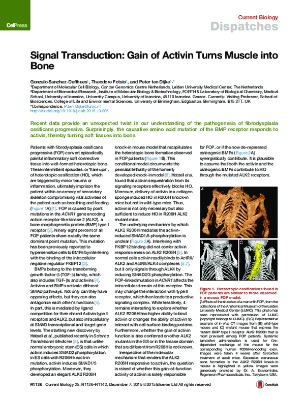 (PDF) Signal Transduction: Gain of Activin Turns Muscle into Bone
