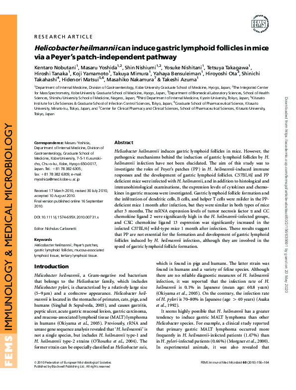 (PDF) Helicobacter heilmannii can induce gastric lymphoid follicles in ...