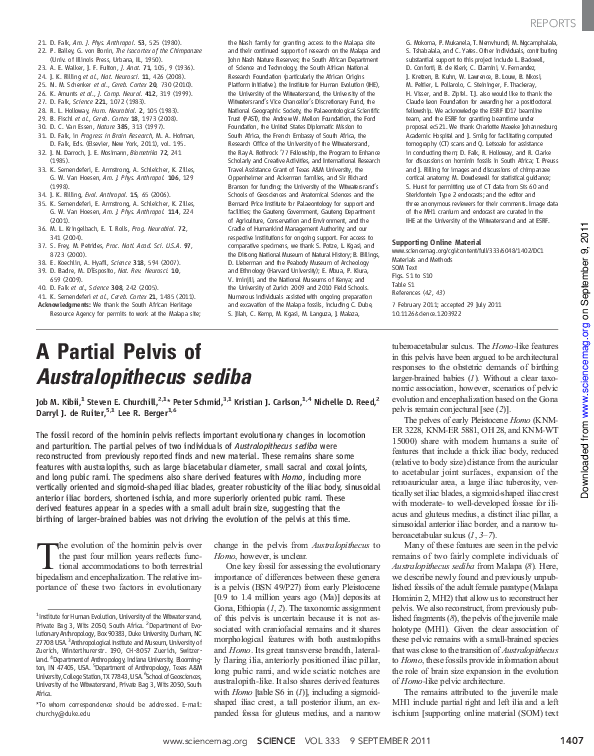 (PDF) A partial pelvis of Australopithecus sediba