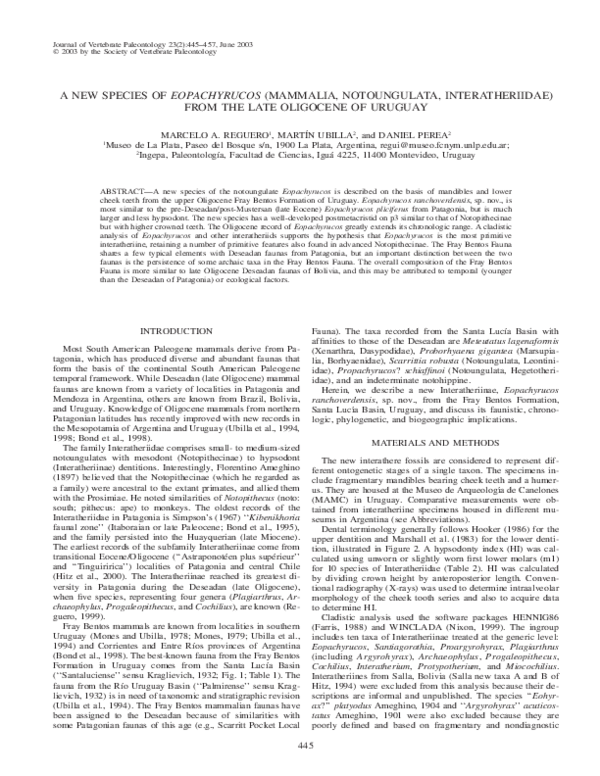 (PDF) A new species of Eopachyrucos (Mammalia, Notoungulata ...