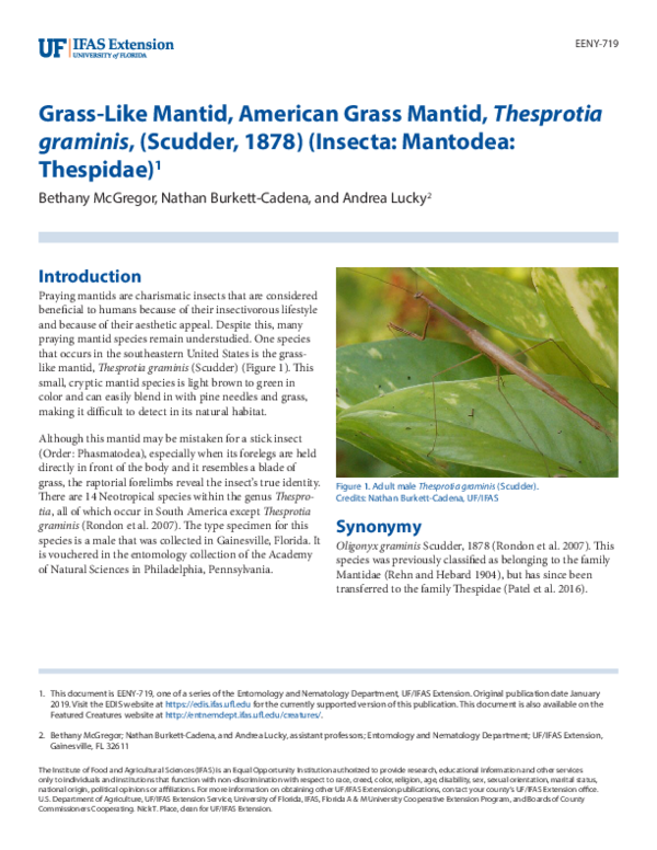 (PDF) Grass-like mantid, American grass mantid, Thesprotia graminis ...