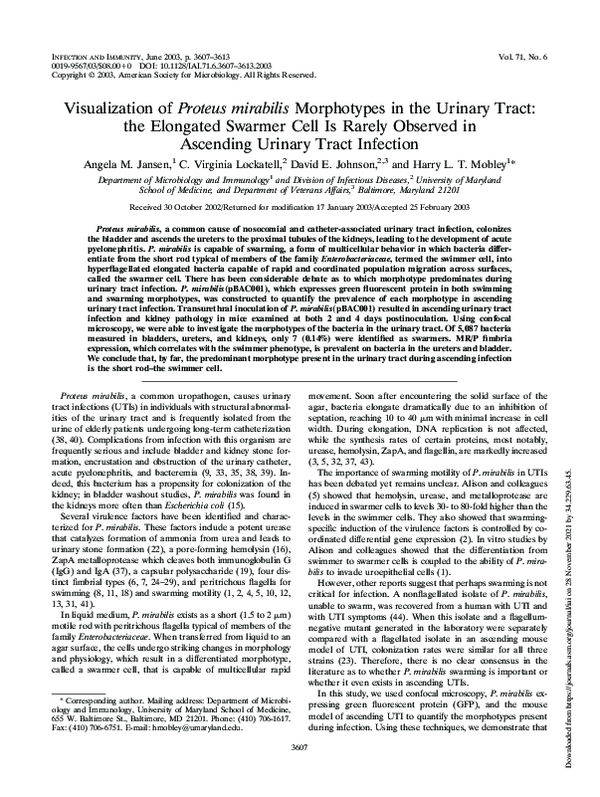 (PDF) Visualization of Proteus mirabilis Morphotypes in the Urinary ...