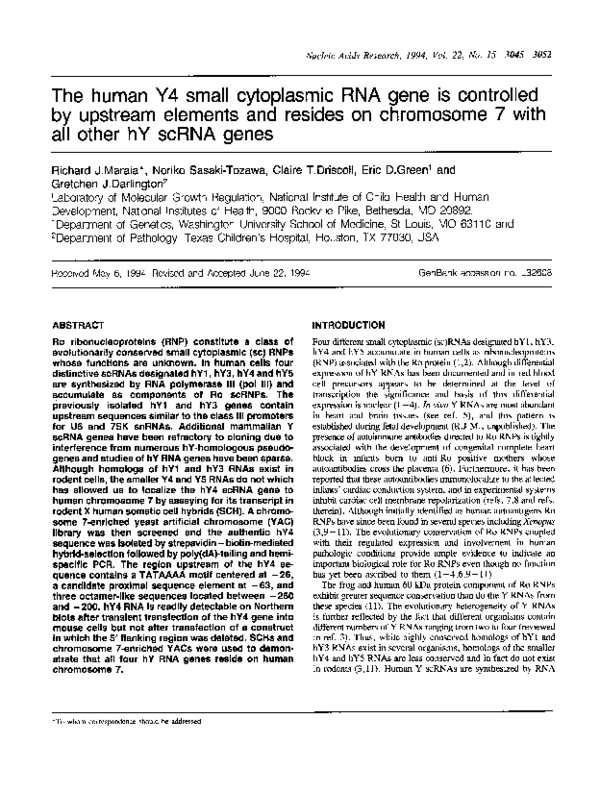 (PDF) The human Y4 small cytoplasmic RNA gene is controlled by upstream ...