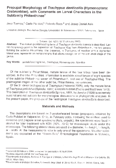(PDF) Prepupal morphology of Trachypus denticollis (Hymenoptera ...