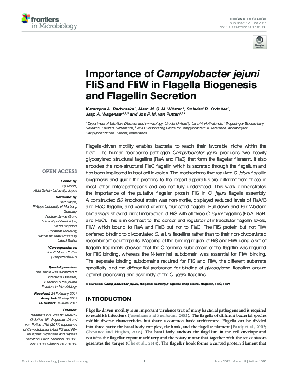 (PDF) Importance of Campylobacter jejuni FliS and FliW in Flagella ...