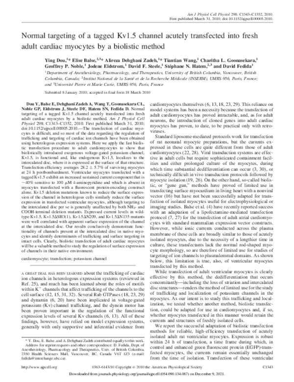 (PDF) Normal targeting of a tagged Kv1.5 channel acutely transfected into fresh adult cardiac ...