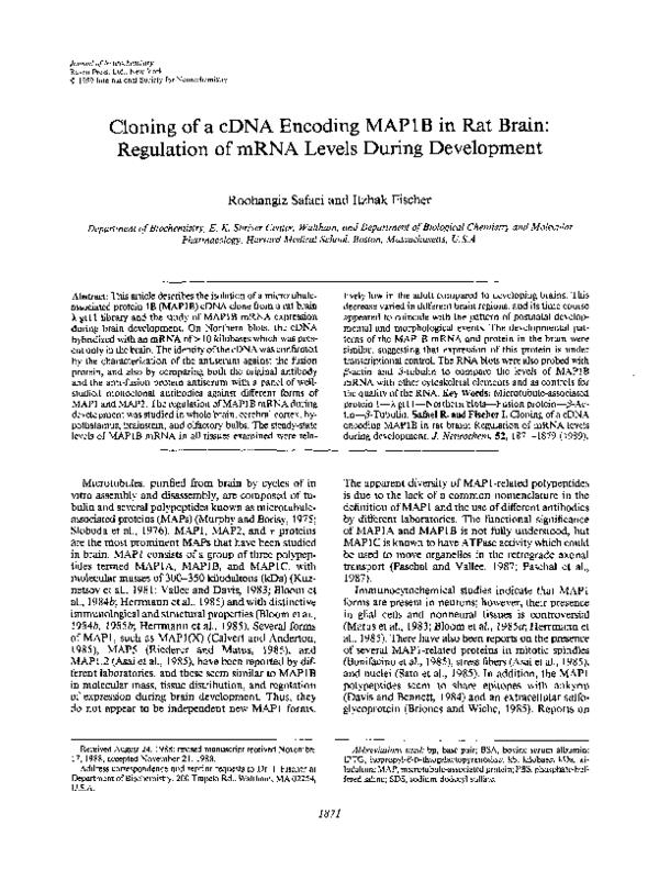 (PDF) Cloning of a cDNA encoding MAP1B in rat brain: regulation of mRNA ...