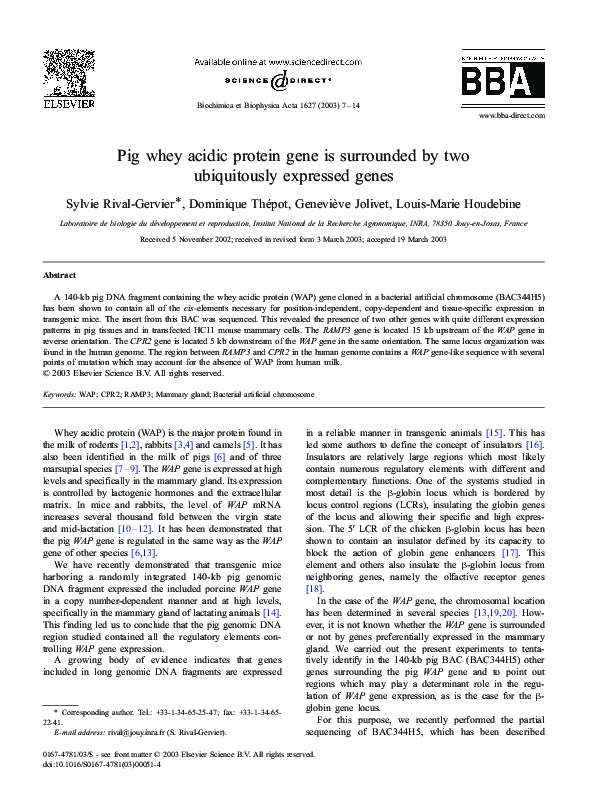 (PDF) Pig whey acidic protein gene is surrounded by two ubiquitously ...