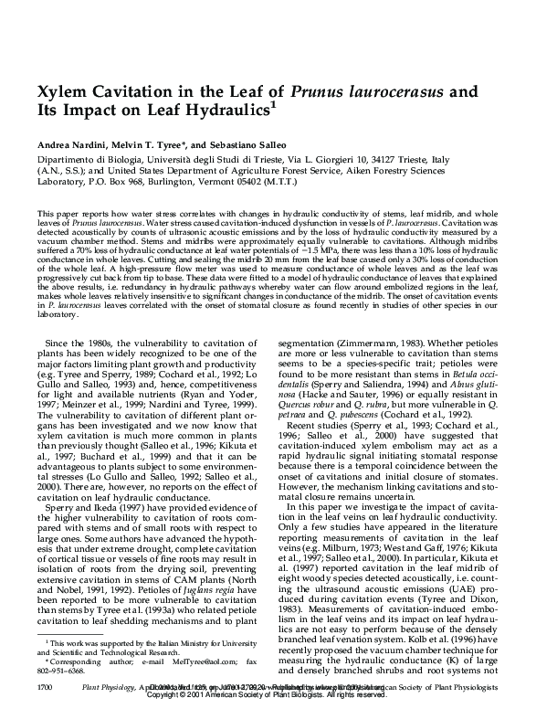 (PDF) Xylem Cavitation in the Leaf of Prunus laurocerasusand Its Impact ...