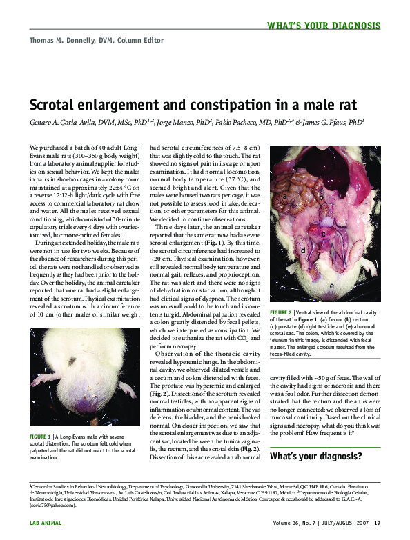 (PDF) Scrotal enlargement and constipation in a male rat