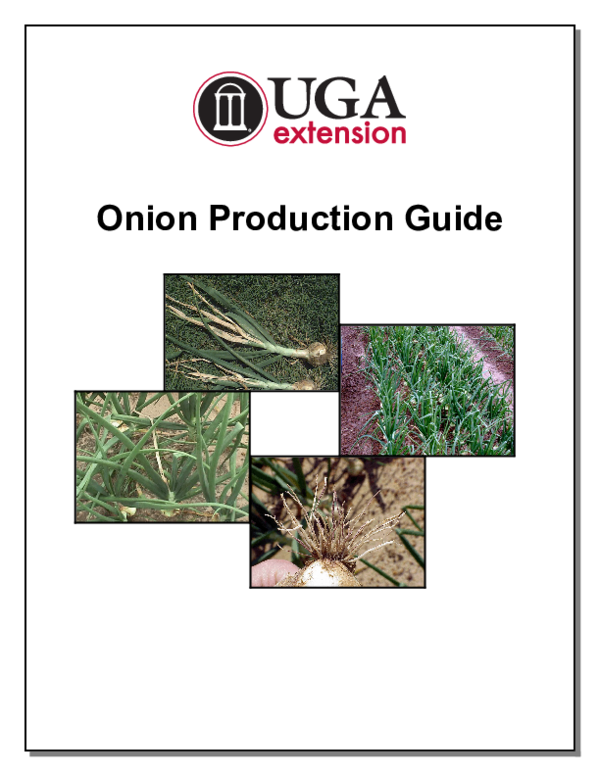 (PDF) Onion production guide