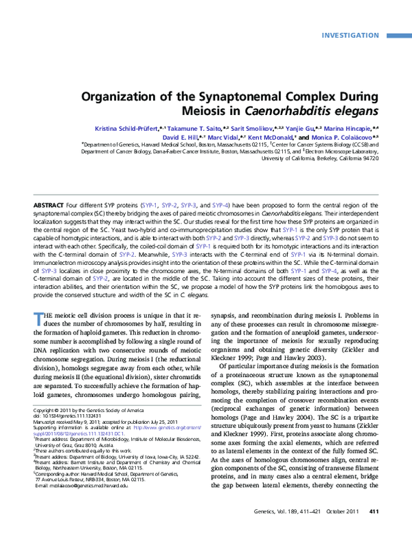 (PDF) Organization of the Synaptonemal Complex During Meiosis in ...