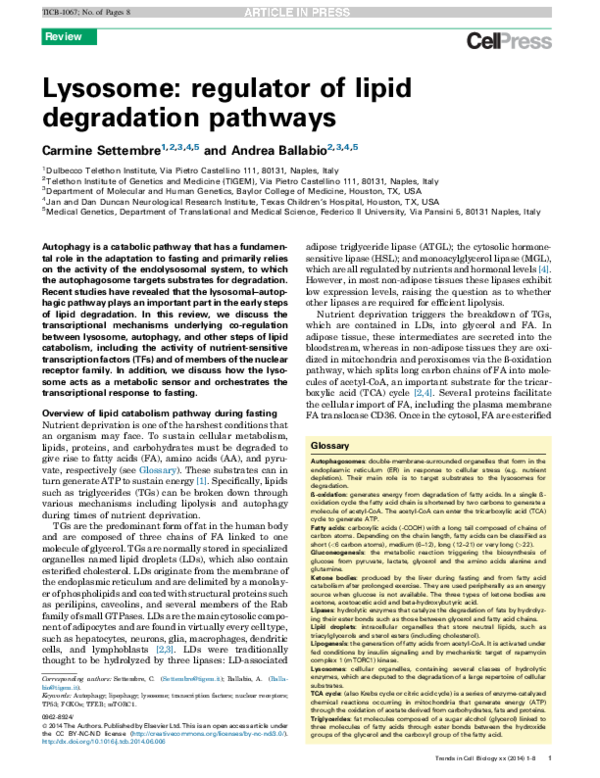 (PDF) Lysosome: regulator of lipid degradation pathways | Andrea ...