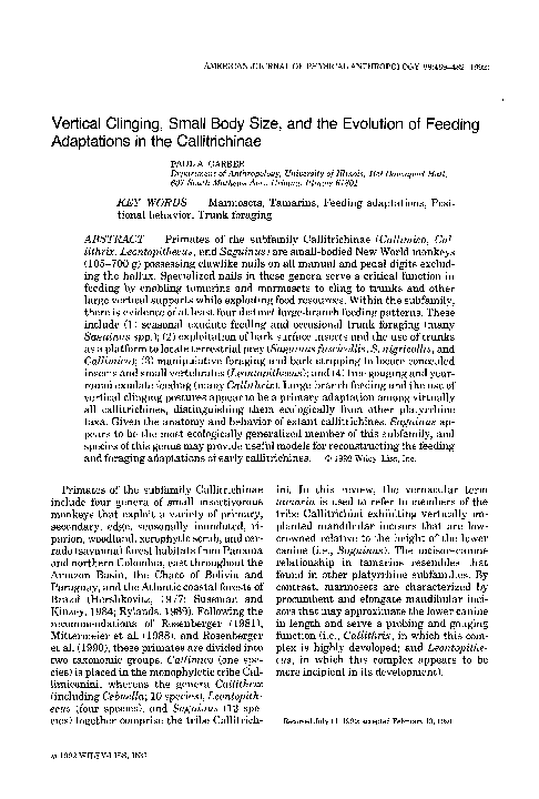 (PDF) Vertical clinging, small body size, and the evolution of feeding ...