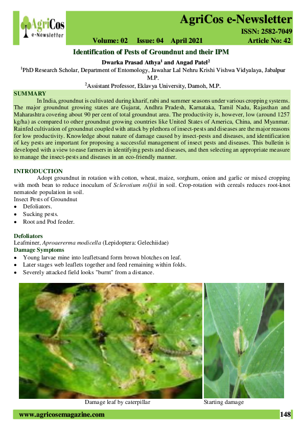 (PDF) Identification of Pests of Groundnut and their IPM