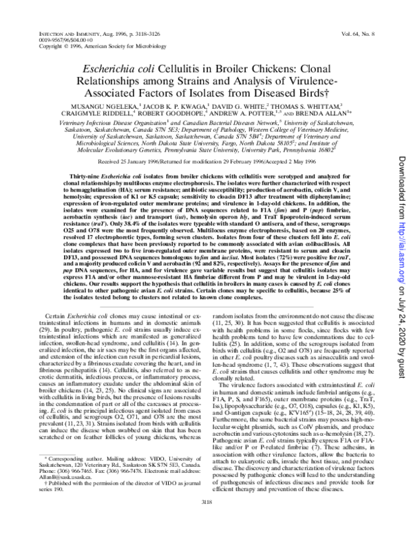 (PDF) Escherichia Coli Cellulitis In Broiler Chickens: Clonal ...