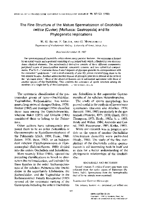 (PDF) The fine structure of the mature spermatozoon of Onchidella ... (PDF) The fine structure of the mature spermatozoon of Onchidella ...