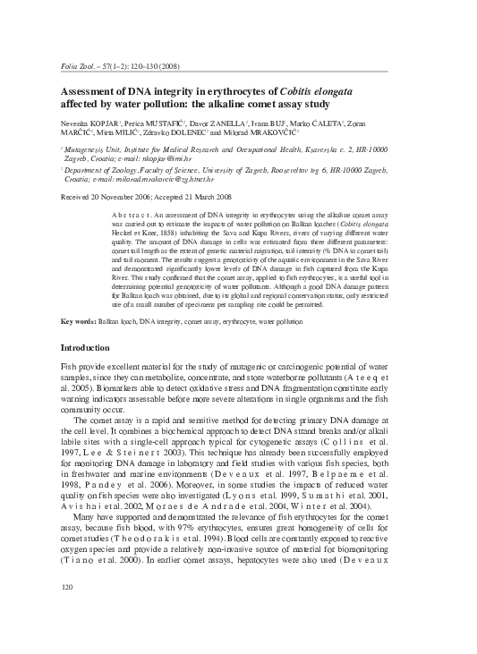 (PDF) Assessment of DNA integrity in erythrocytes of Cobitis elongata ...