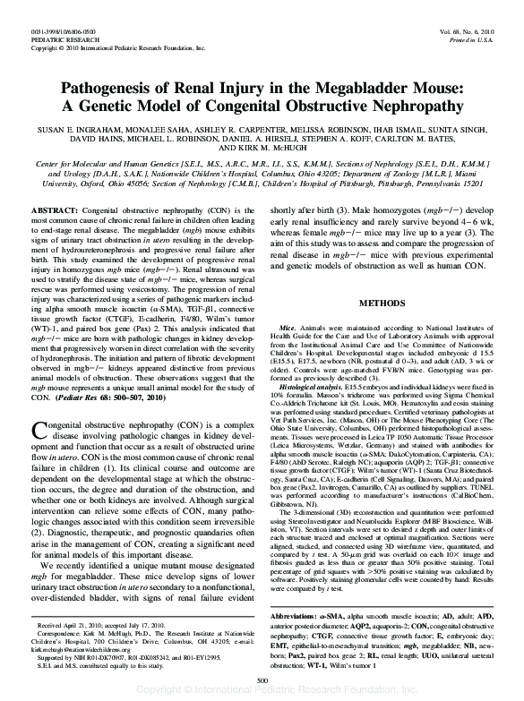 (PDF) Pathogenesis of Renal Injury in the Megabladder Mouse: A Genetic ...