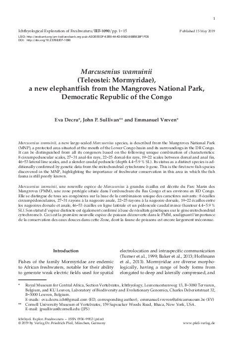(PDF) Marcusenius wamuinii (Teleostei: Mormyridae), a new elephantfish ...