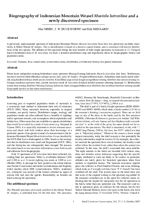 (PDF) Biogeography of Indonesian Mountain Weasel 'Mustela Lutreolina ...