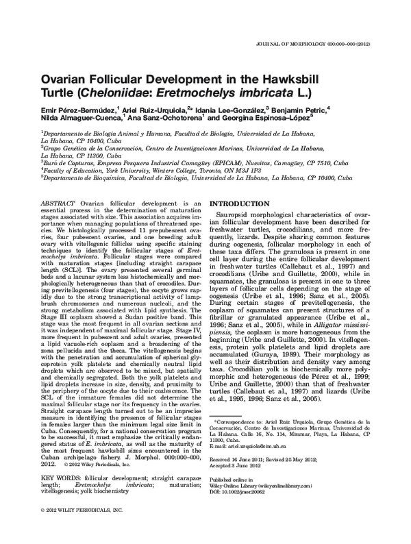 (PDF) Ovarian follicular development in the hawksbill turtle ...
