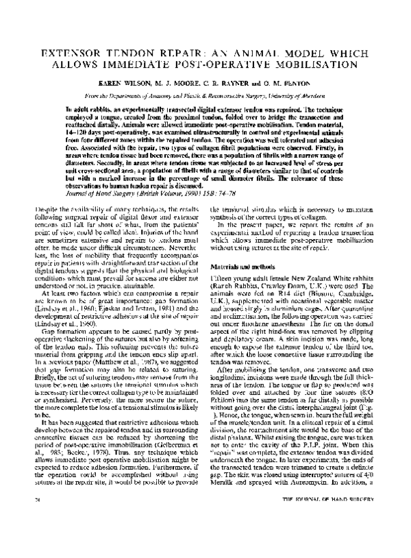 (PDF) Extensor tendon repair: an animal model which allows immediate ...