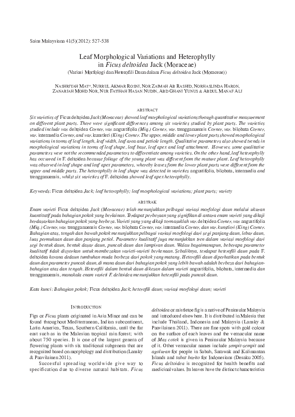 (PDF) Leaf morphological variations and heterophylly in ficus deltoidea ...