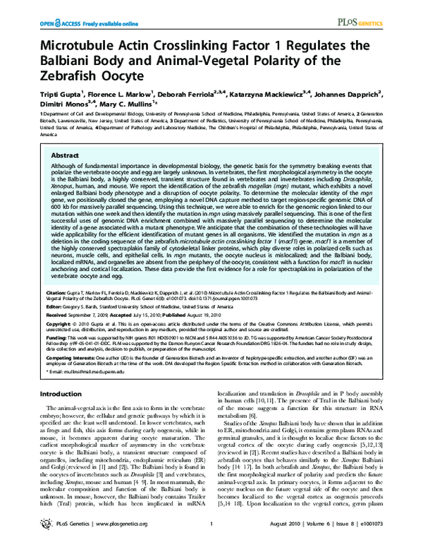(PDF) Microtubule Actin Crosslinking Factor 1 Regulates the Balbiani ...
