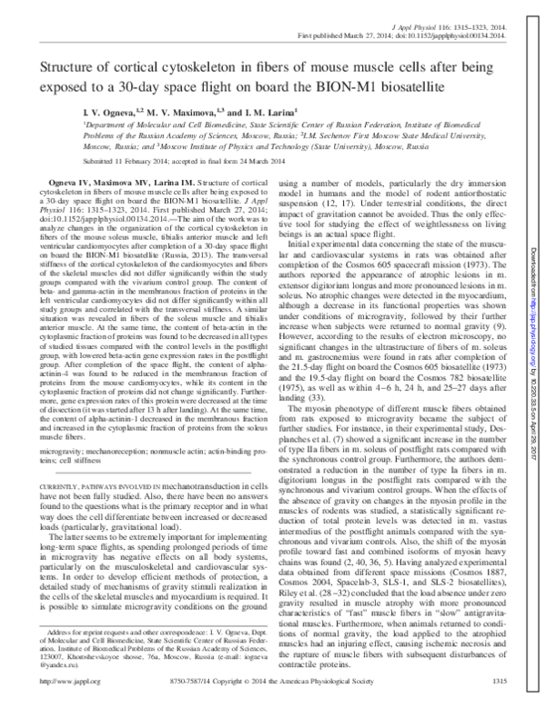 (PDF) Structure of Cortical Cytoskeleton in Fibers of Mouse Muscle ...