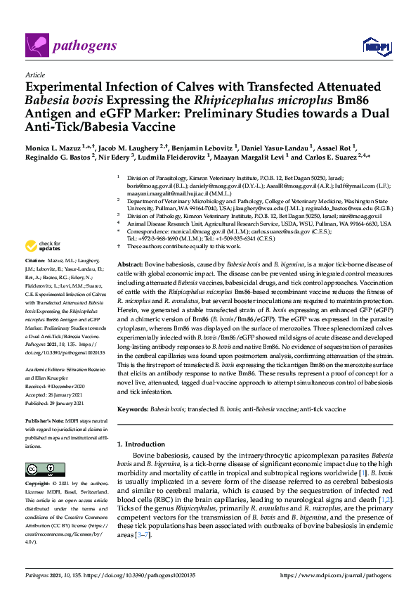 (PDF) Experimental Infection of Calves with Transfected Attenuated Babesia bovis Expressing the ...