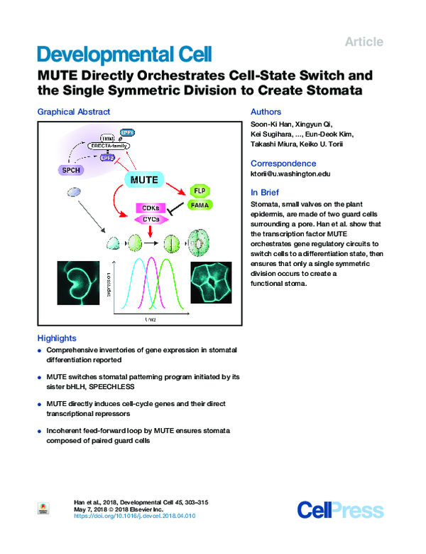 (PDF) MUTE Directly Orchestrates Cell-State Switch and the Single ...