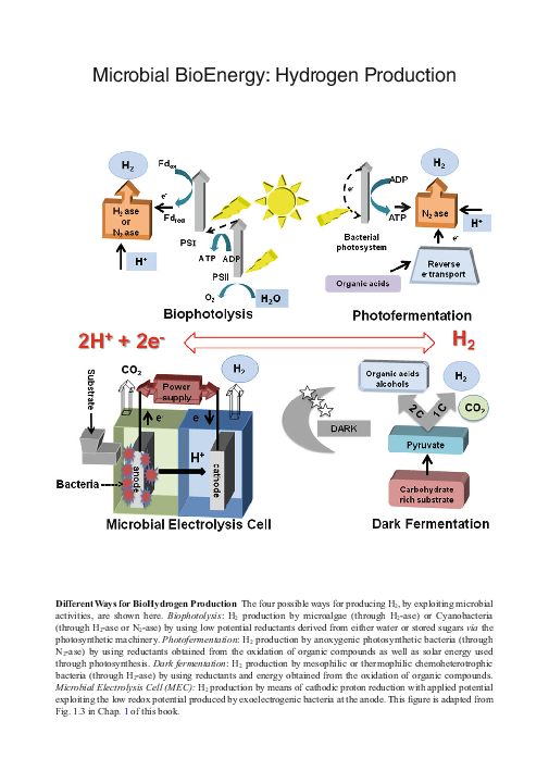 (PDF) Microbial BioEnergy: Hydrogen Production