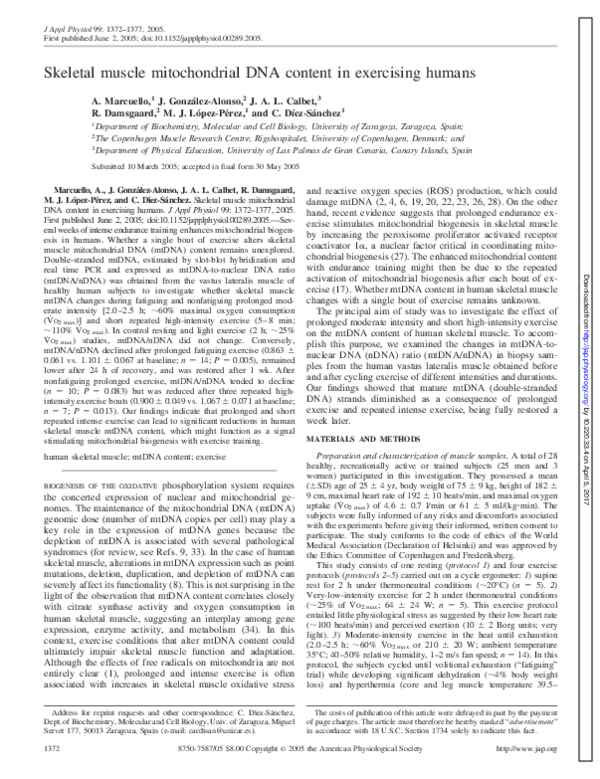 (PDF) Skeletal muscle mitochondrial DNA content in exercising humans