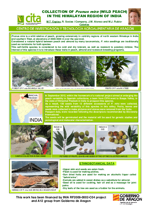 (PDF) Collection of Prunus mira (wild peach) in the Himalayan region of ...