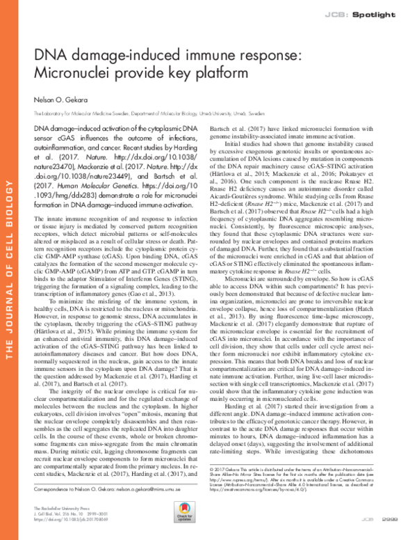 (PDF) DNA damage-induced immune response: Micronuclei provide key ...