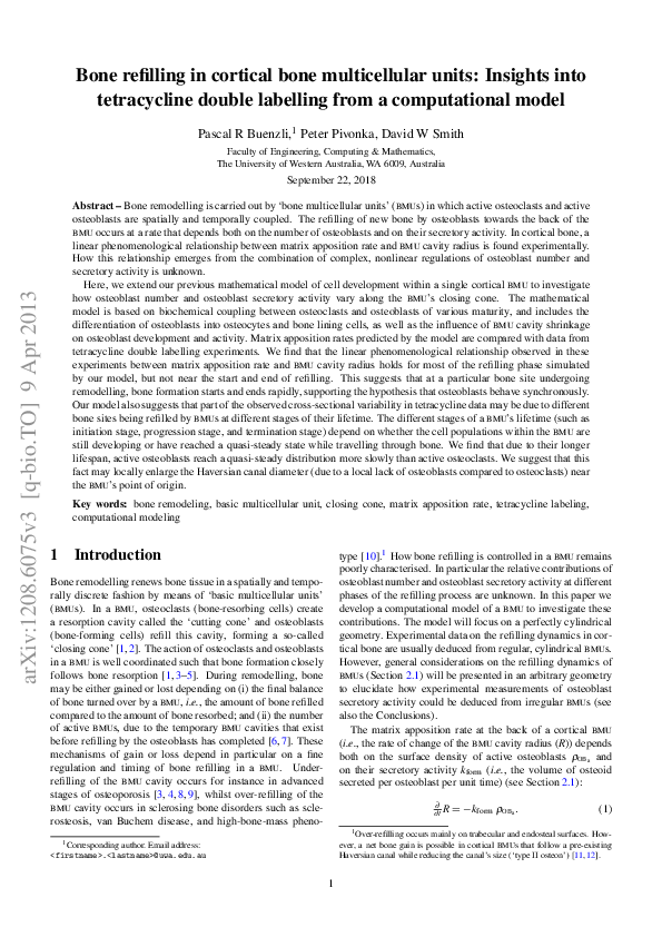 (PDF) Bone refilling in cortical basic multicellular units: insights ...