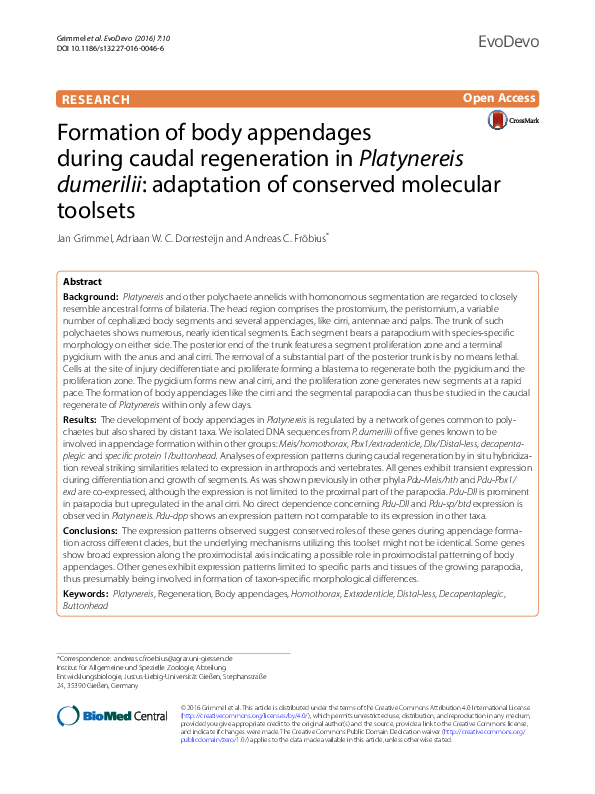 (PDF) Formation of body appendages during caudal regeneration in ...