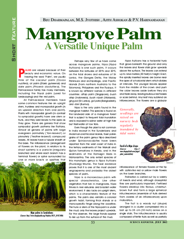 (PDF) Mangrove Palm – A Versatile Unique Palm | Biju Dharmapalan ...
