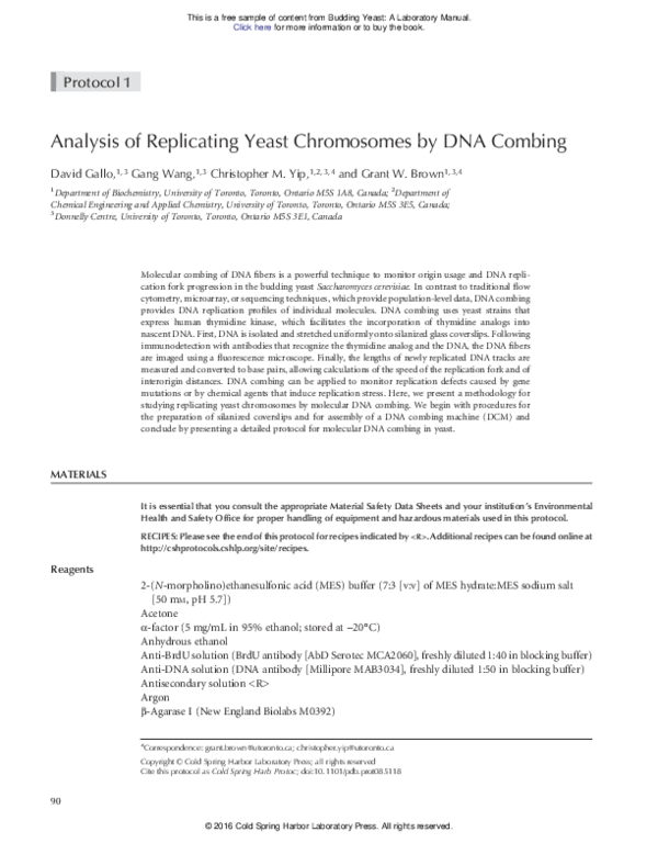 (PDF) Analysis of Replicating Yeast Chromosomes by DNA Combing