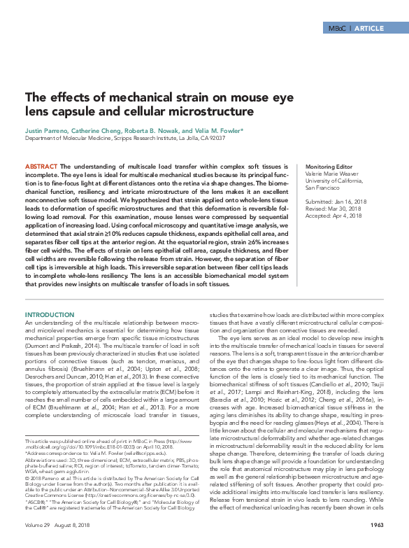(PDF) The effects of mechanical strain on mouse eye lens capsule and ...