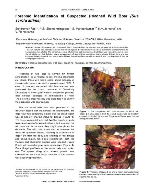 (PDF) Forensic Identification of Suspected Poached Wild Boar (Sus ...